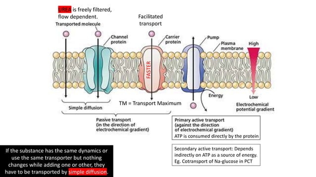 USMLE Step 1 Physiology | PPTX | Lung and Respiratory Health | Diseases ...