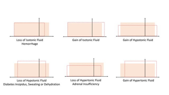 USMLE Step 1 Physiology | PPTX | Lung and Respiratory Health | Diseases ...