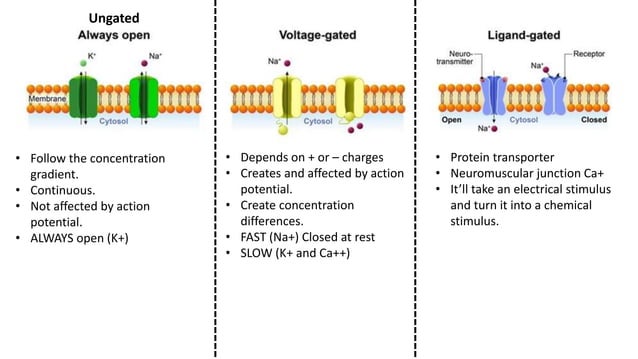 USMLE Step 1 Physiology | PPTX | Lung and Respiratory Health | Diseases ...