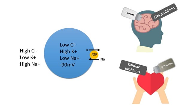 USMLE Step 1 Physiology | PPTX | Lung and Respiratory Health | Diseases ...