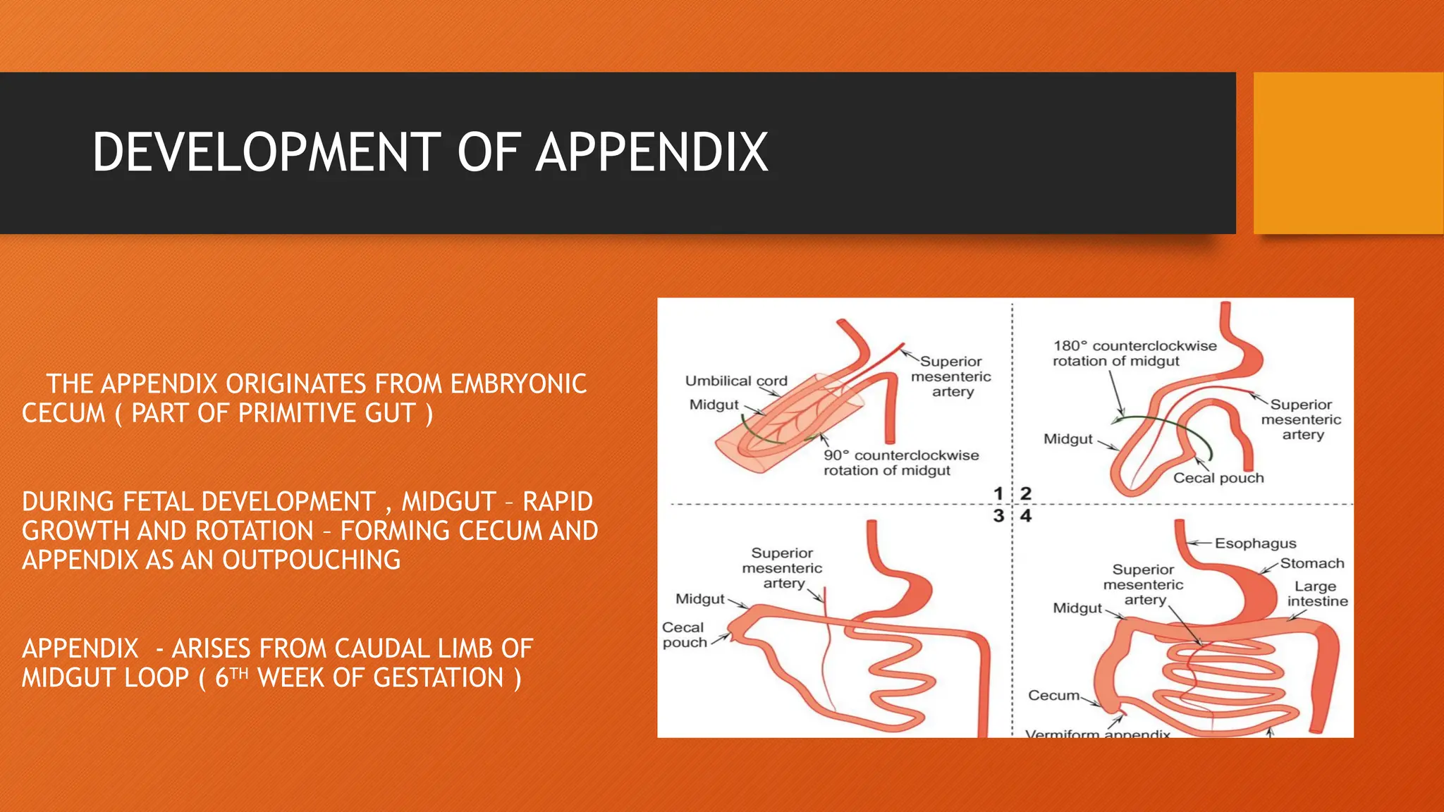 APPENDIX AND CONDITIONS RELATED TO IT .pptx