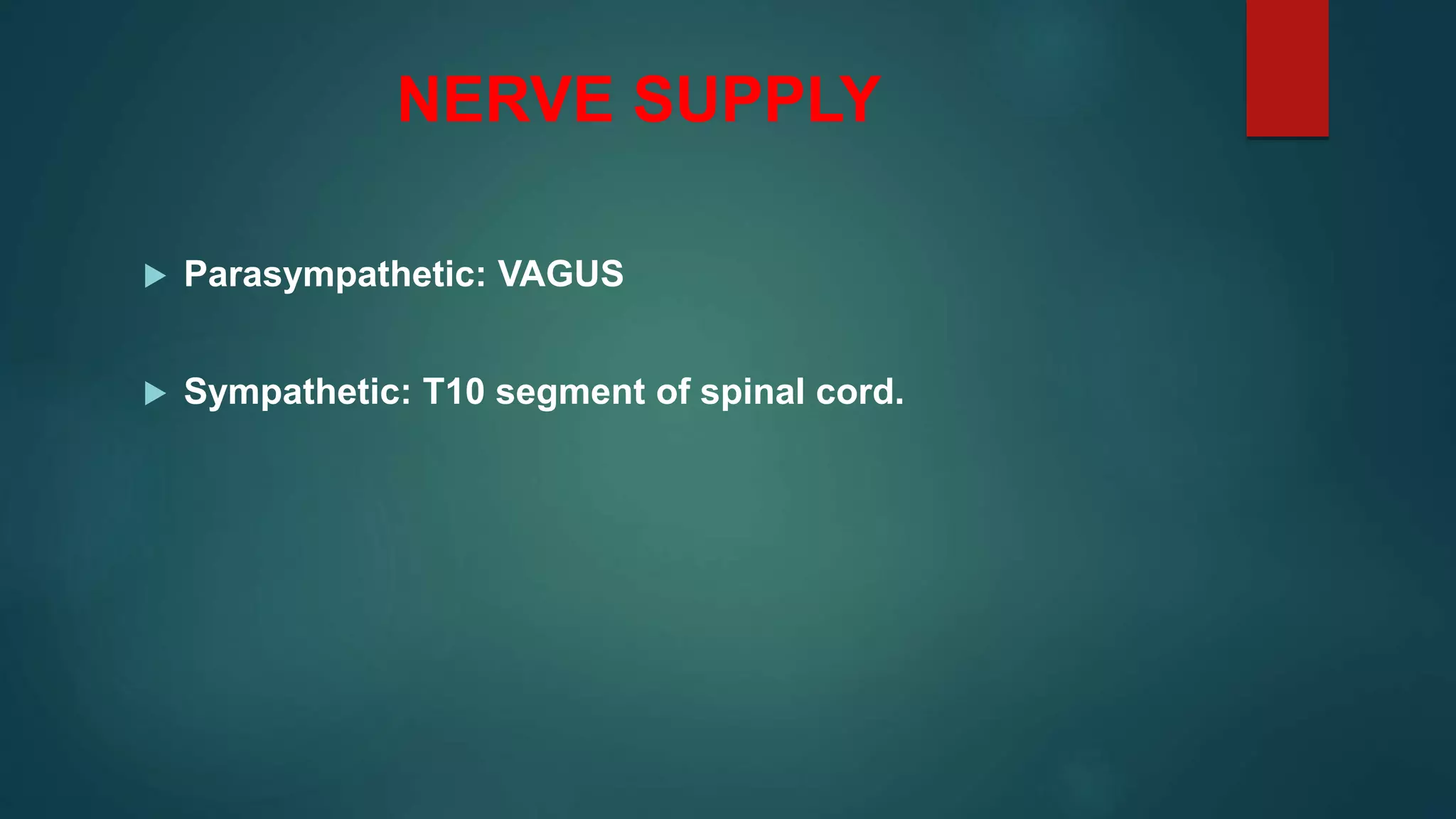 Anatomy of appendix | PPTX