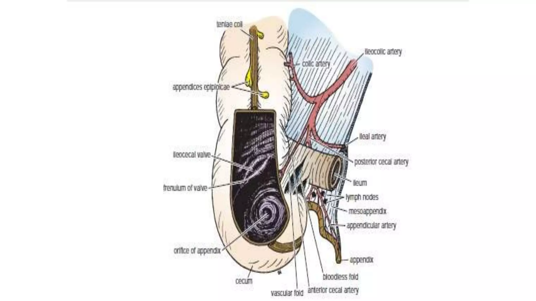 Anatomy of appendix | PPTX | Brain and Nervous System Disorders ...