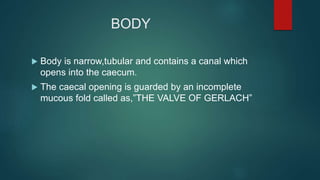 Anatomy of appendix | PPTX