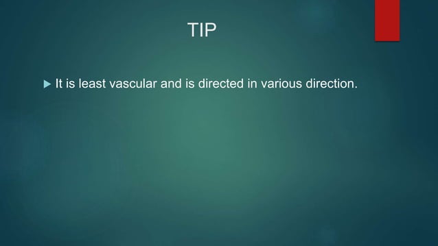 Anatomy of appendix | PPTX | Brain and Nervous System Disorders ...