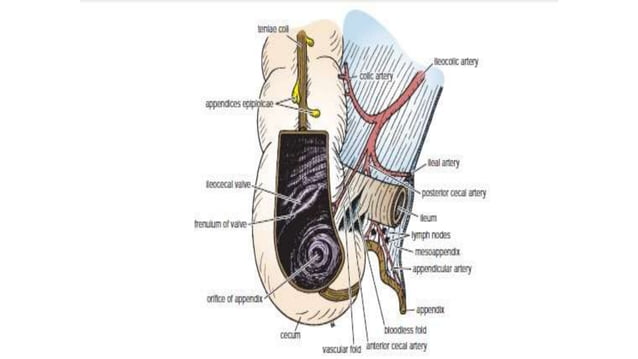 Anatomy of appendix | PPTX | Brain and Nervous System Disorders ...