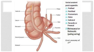 Position Of Appendix In Human Body – MSBN