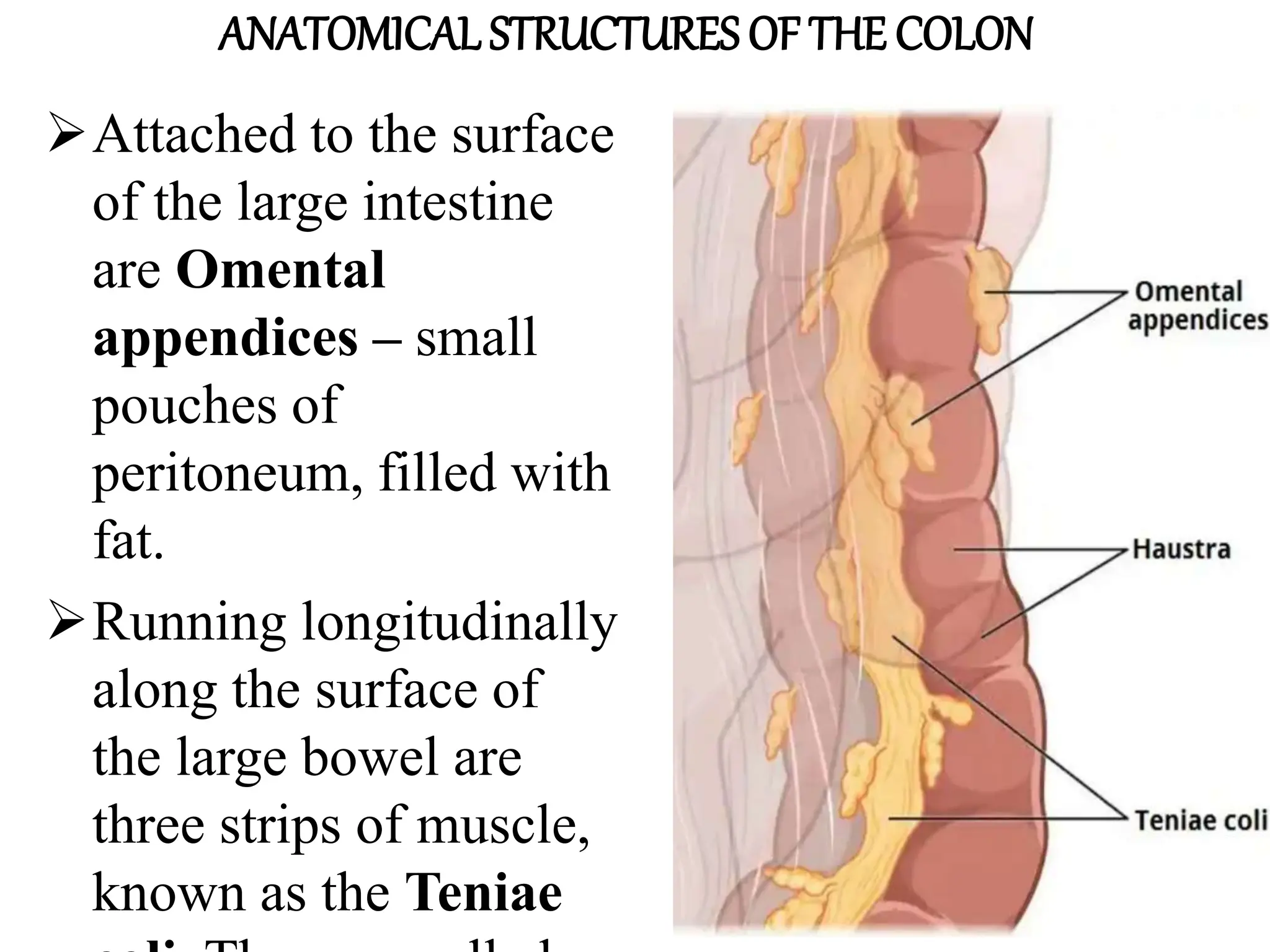 Appendix ,Colon, Rectums ana Anal Canal PRESENTATION POWERPOINT.pptx