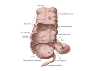 Appendix vermiformis | PPT