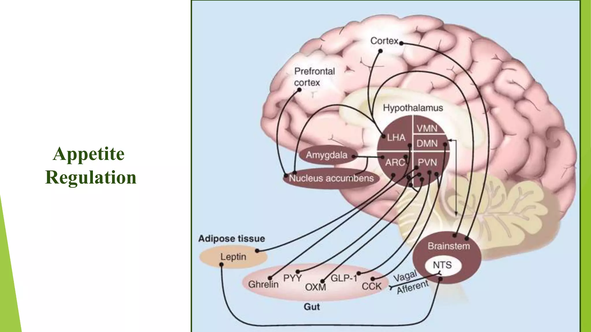 Appetite in Health and Diseases | PPSX
