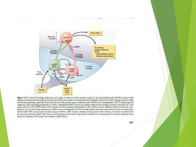 Appetite stimulant or orexogenic | PPT