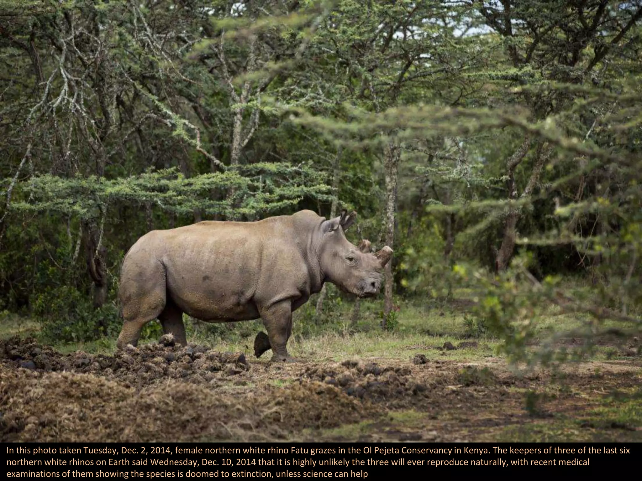 AP Photojournalist, Ben Curtis | PPT | Free Download