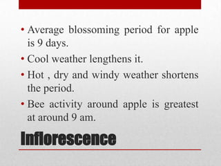 Pollination on Apple | PPTX