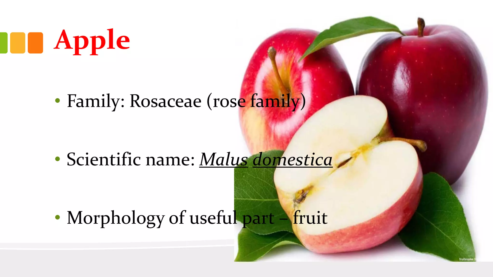 Apple | PDF