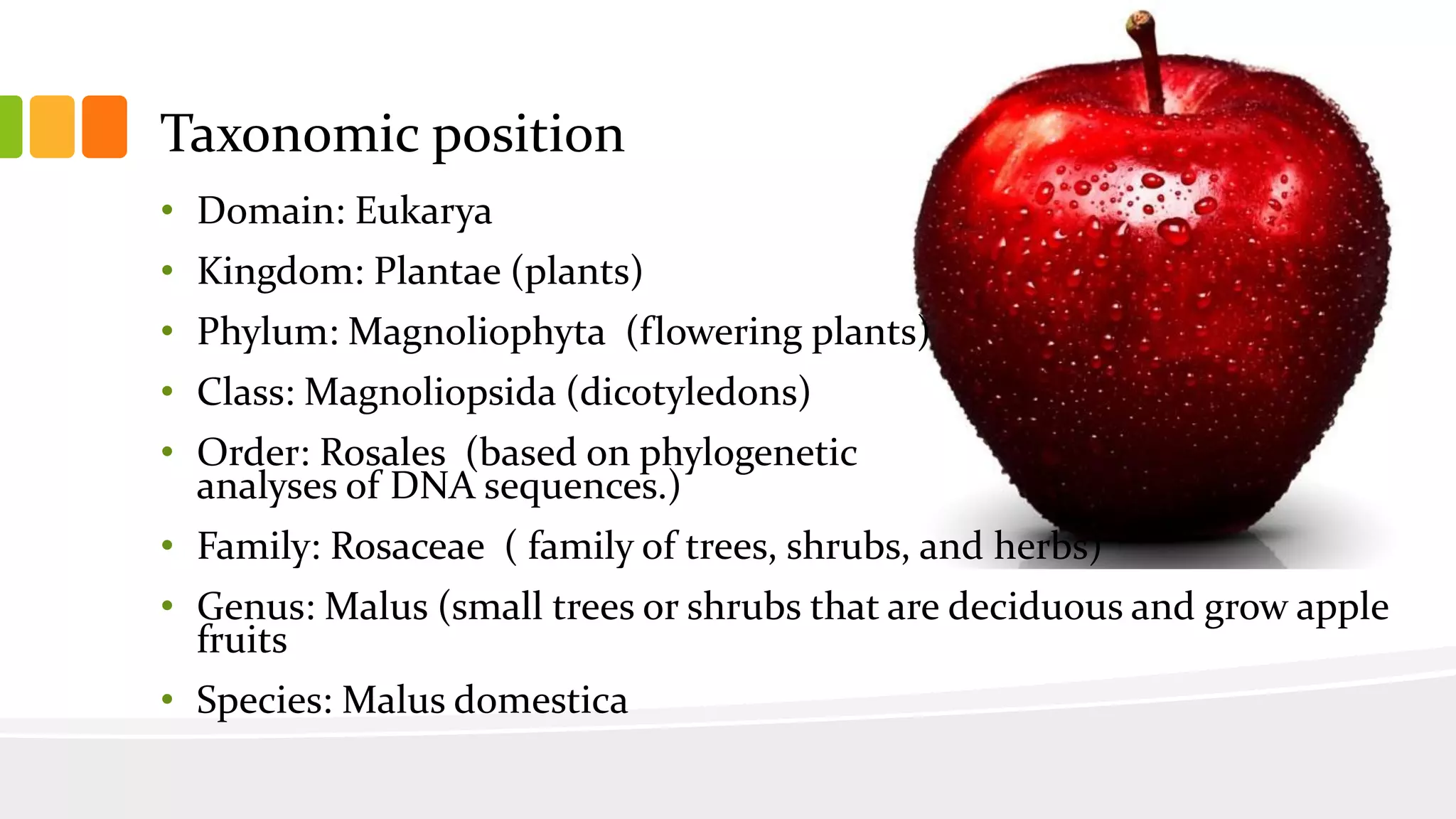 Apple | PDF