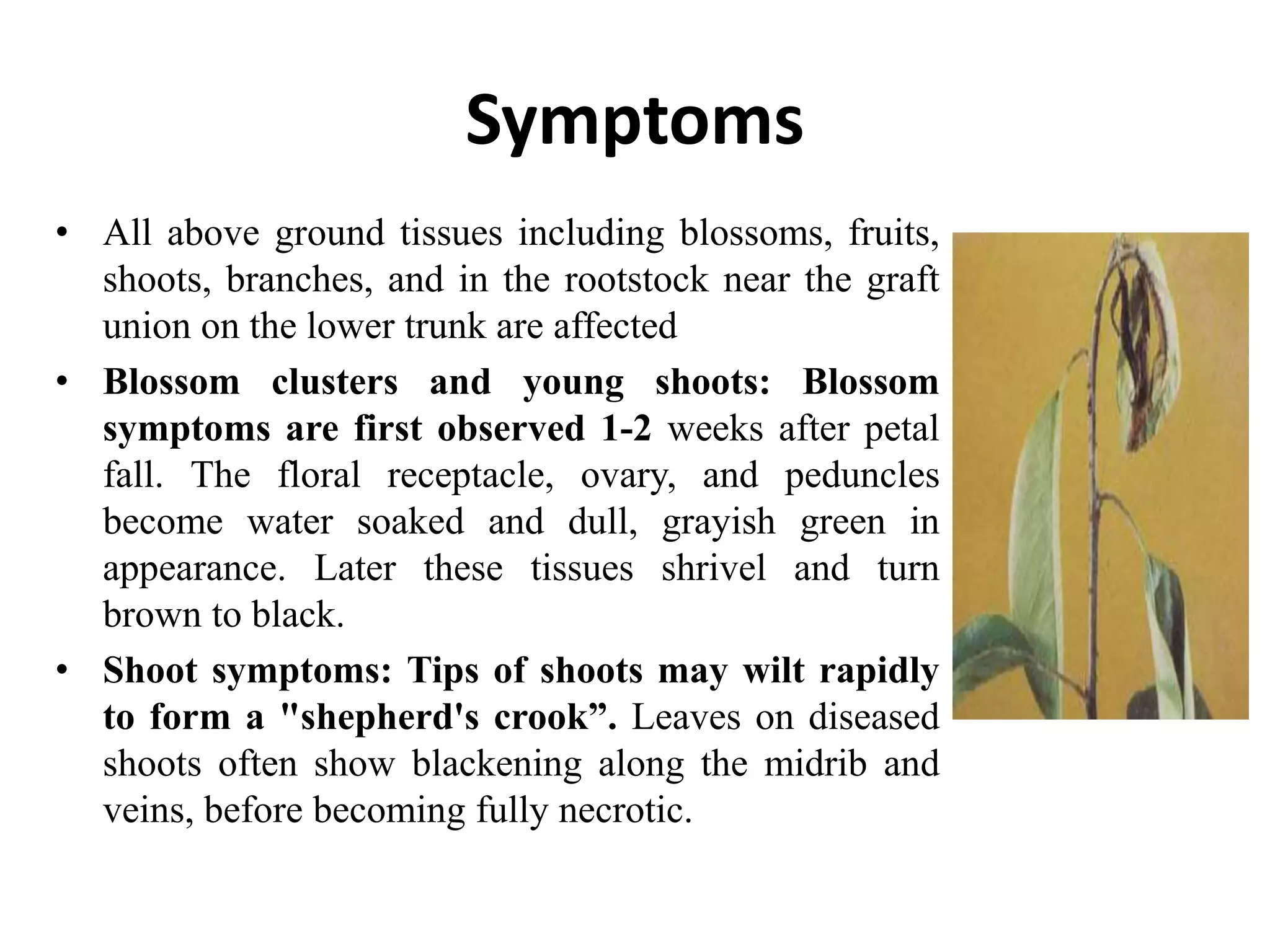 Diseases of Apple | PPTX