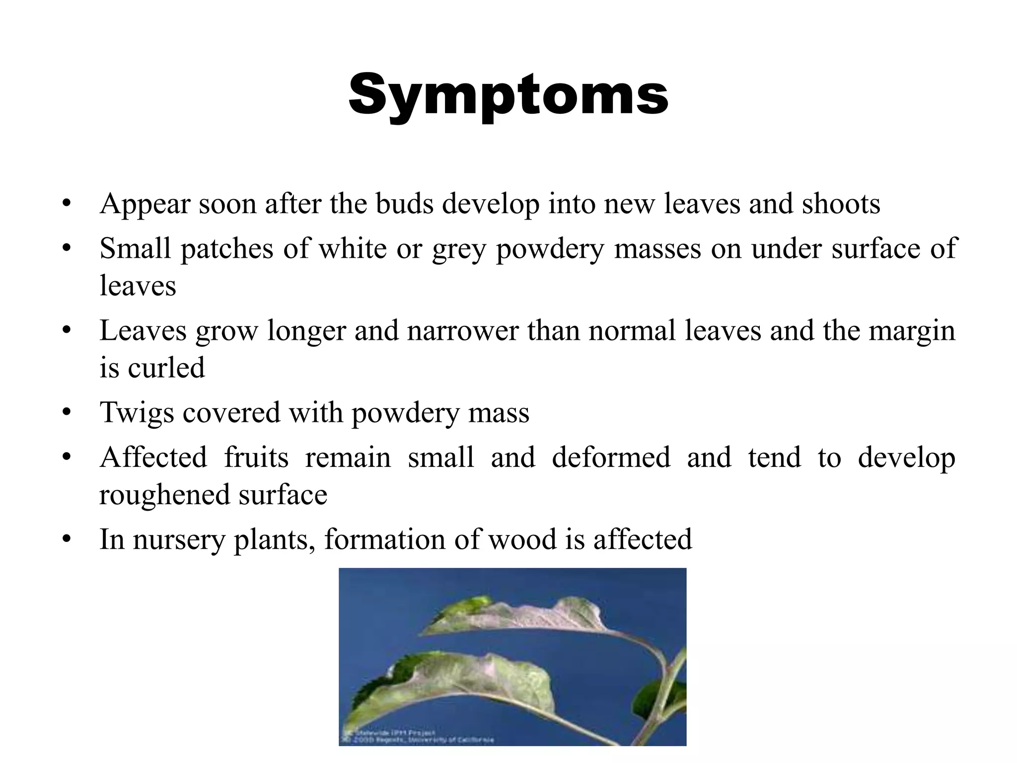 Diseases of Apple | PPTX