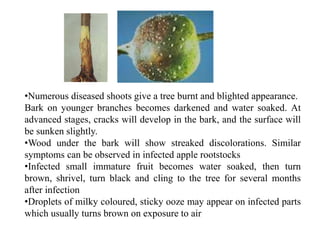 Diseases of Apple | PPTX