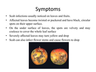 Diseases of Apple | PPTX