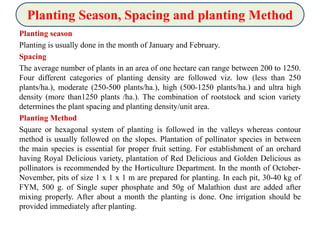Production Technology Of Apple | PPTX