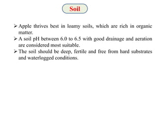 Production Technology Of Apple | PPTX