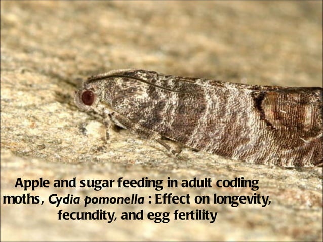 Apple and sugar feeding in adult codling moths | PPT