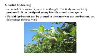 Biennial bearing habit in apple | PPTX