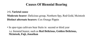 Biennial bearing habit in apple | PPTX