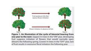 Biennial bearing habit in apple | PPTX