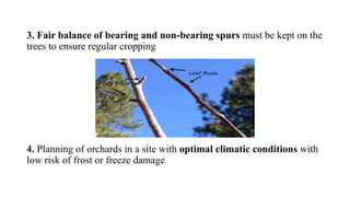 Biennial bearing habit in apple | PPTX