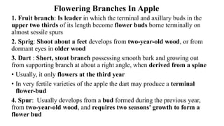 Biennial bearing habit in apple | PPTX