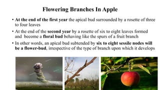 Biennial bearing habit in apple | PPTX