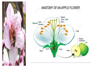 Apple breeding | PPTX