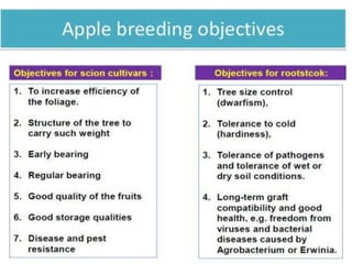 Apple breeding | PPTX