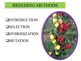 Apple breeding | PPT