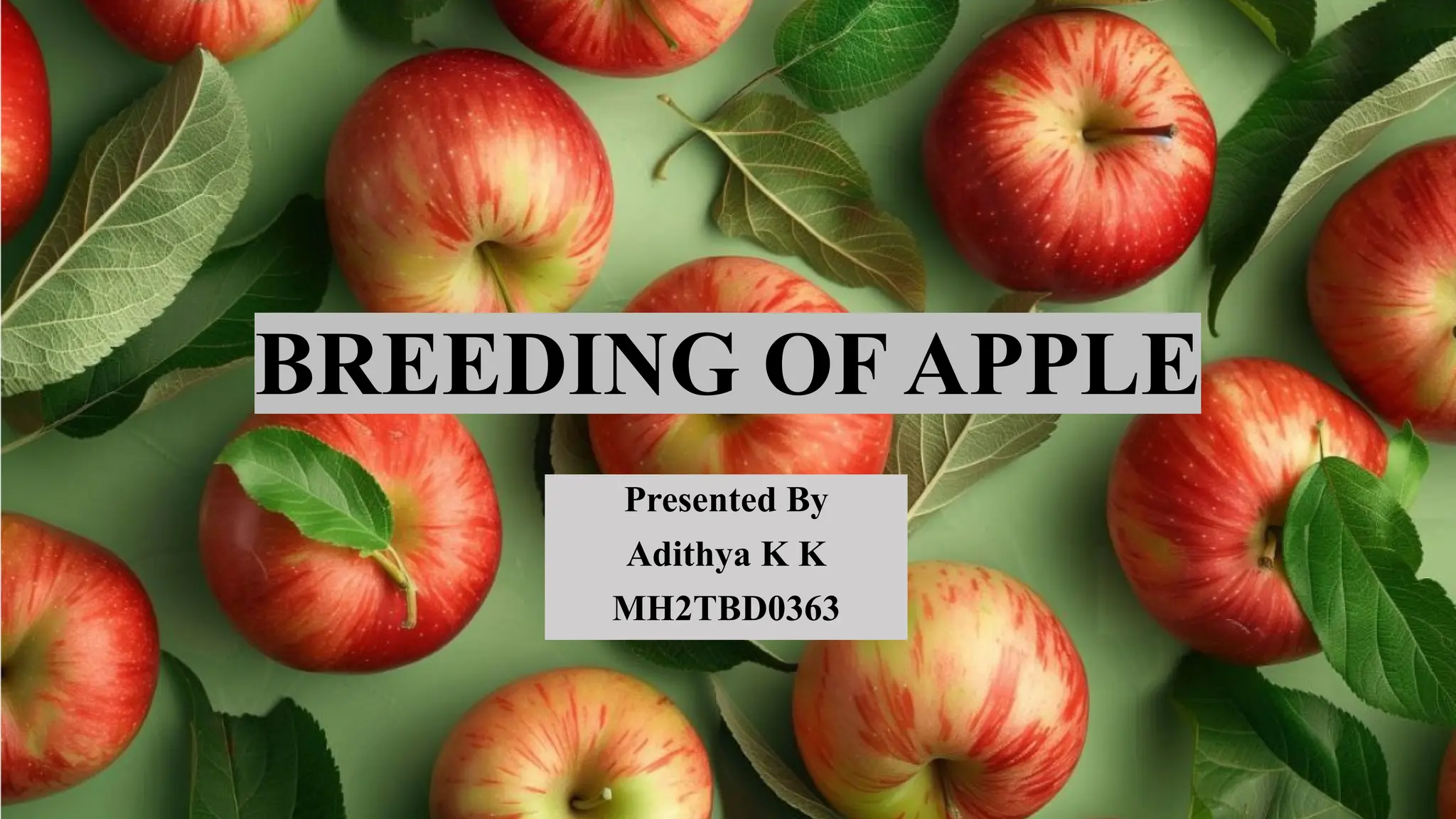 Apple breeding.AdithyaKK.pptx *12345678 | PPTX