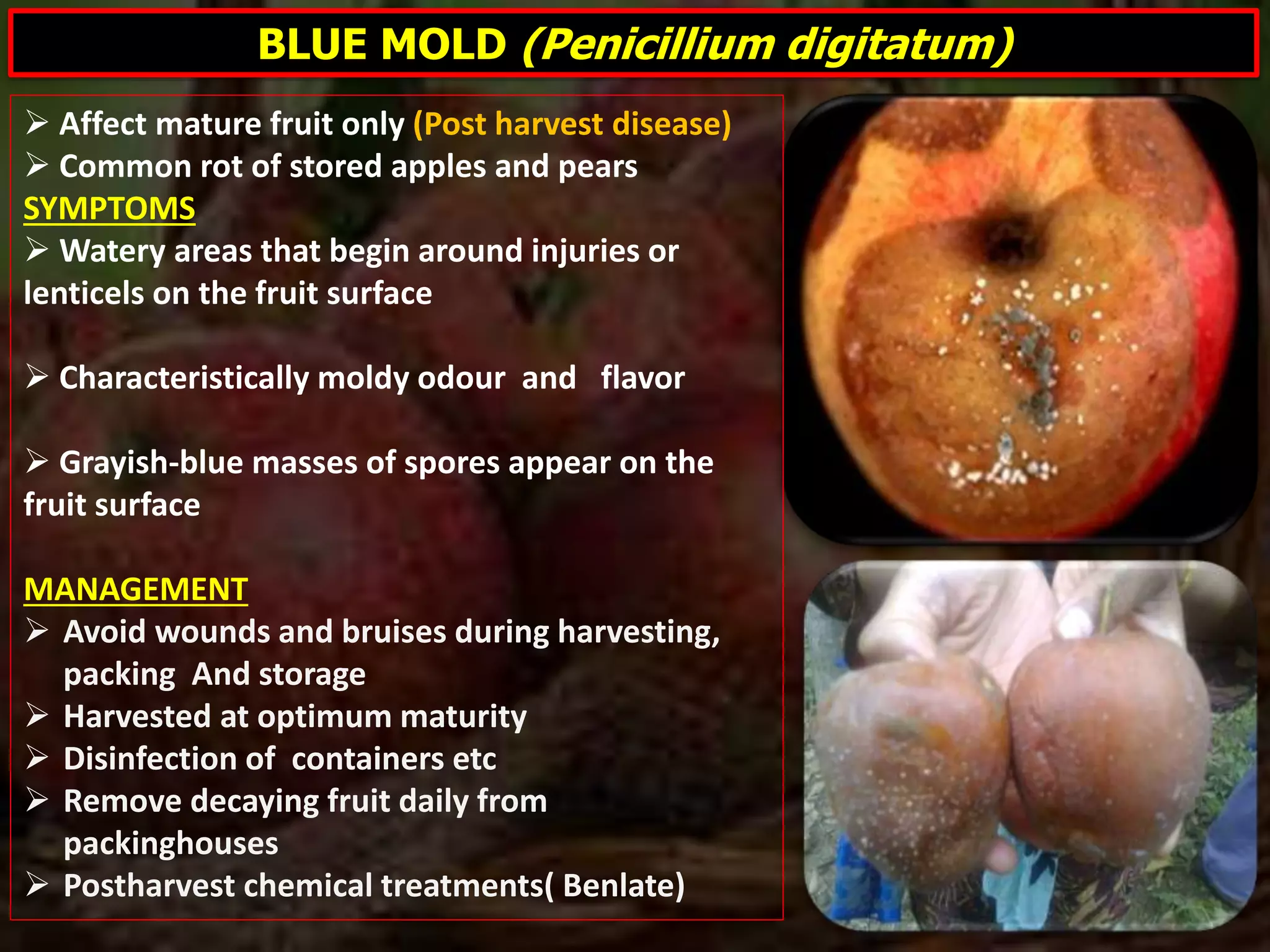 Apple diseases BY SAJAD | PPTX