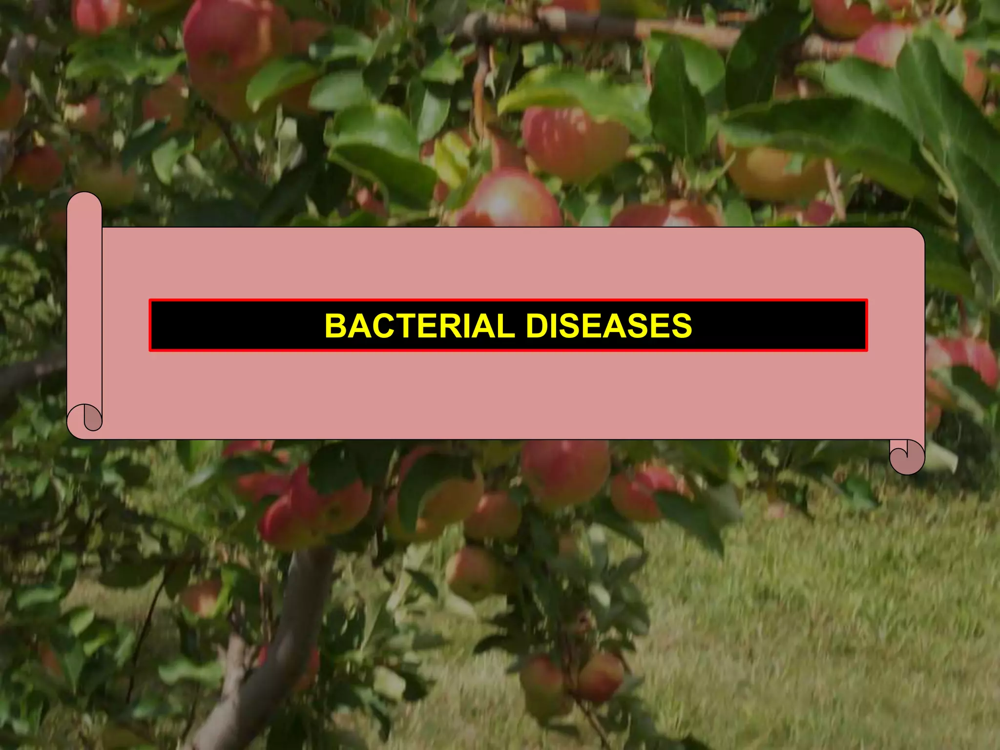 Apple diseases BY SAJAD | PPTX