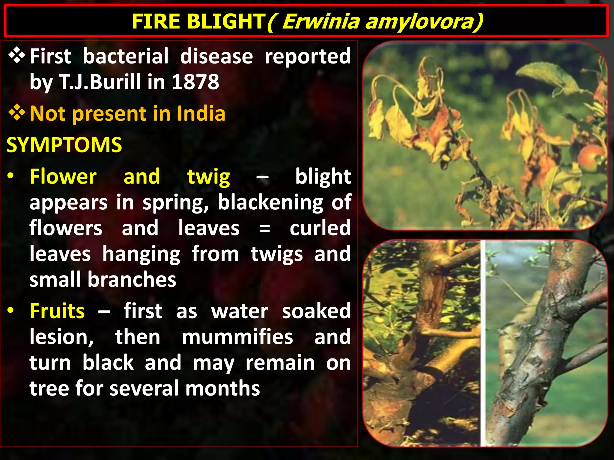 Apple diseases BY SAJAD | PPTX