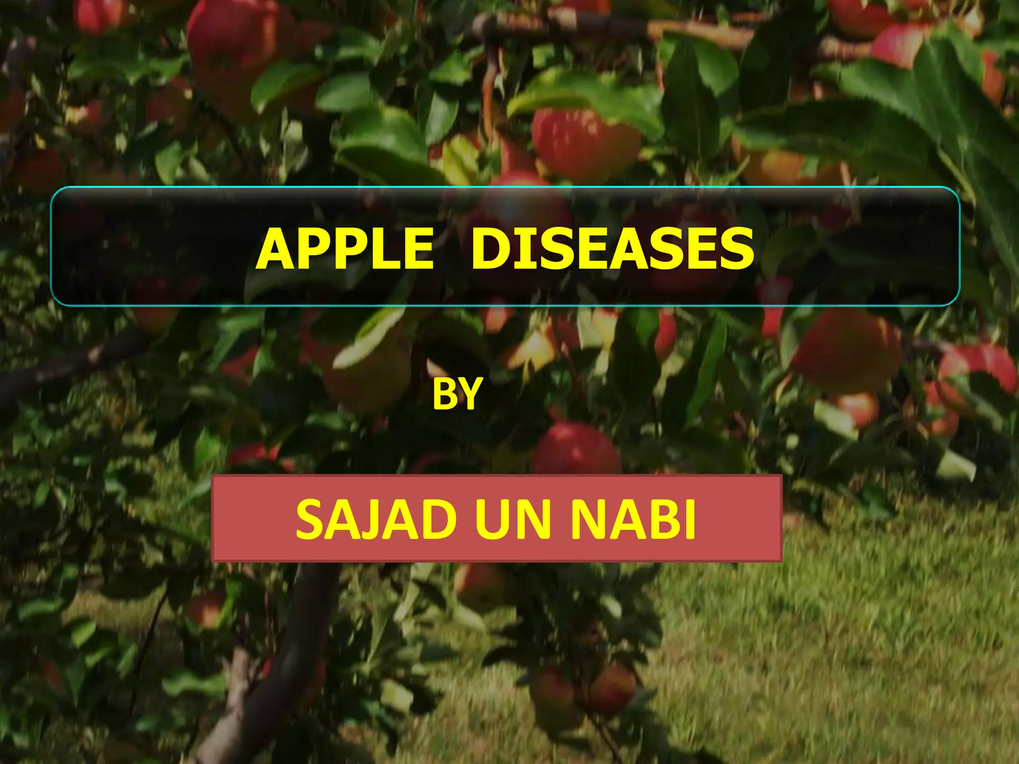 Apple diseases BY SAJAD | PPTX