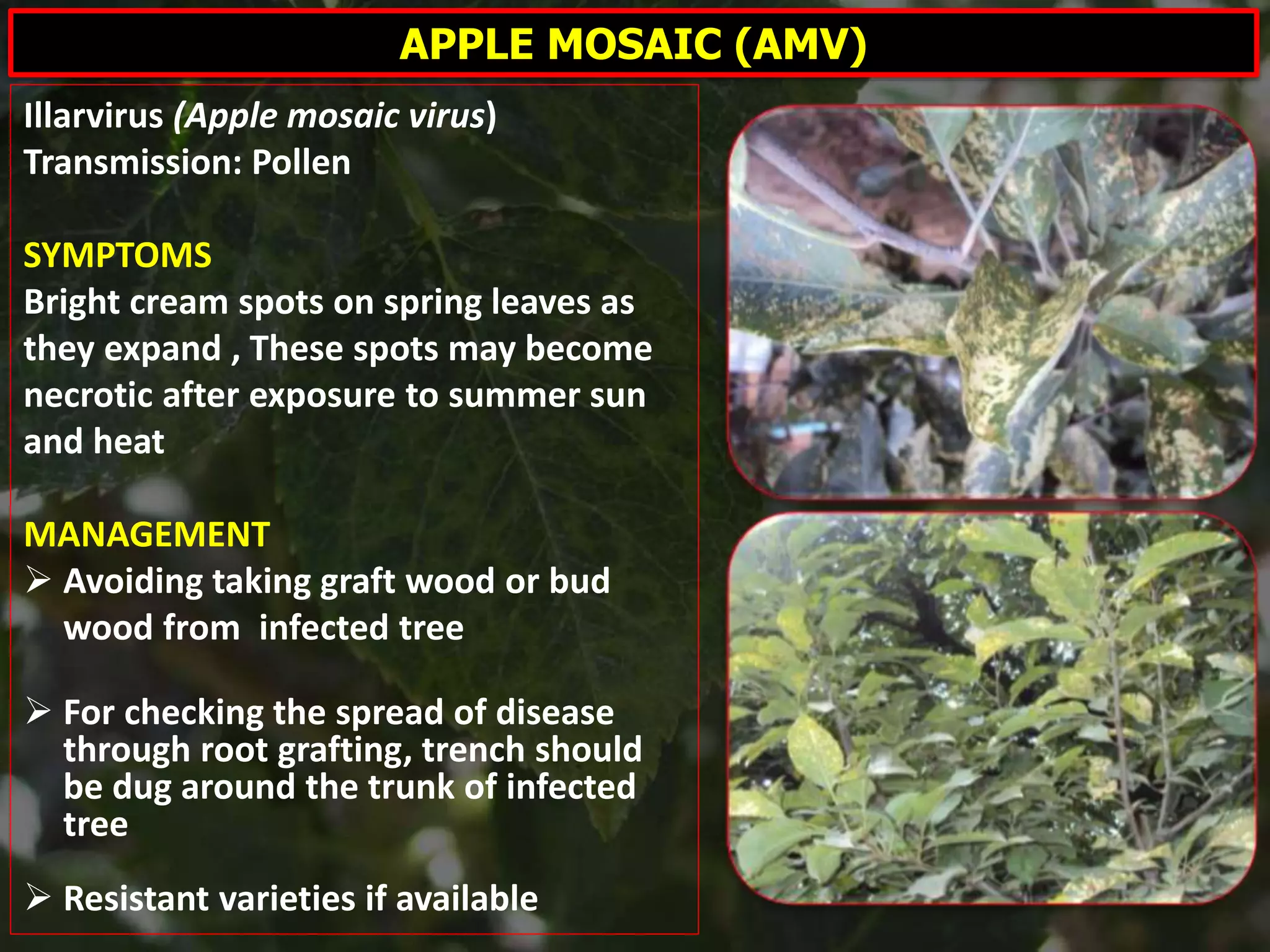 Apple diseases BY SAJAD | PPTX