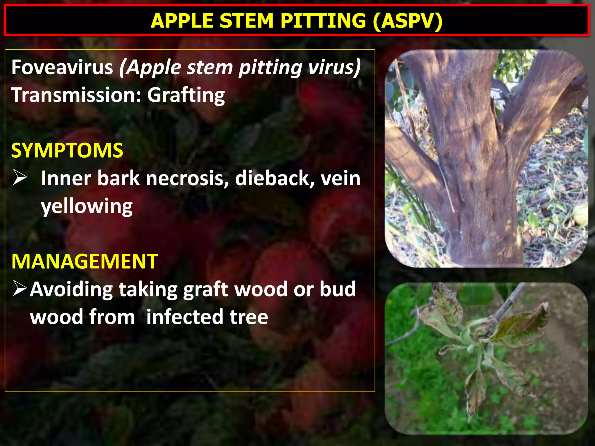 Apple diseases BY SAJAD | PPTX