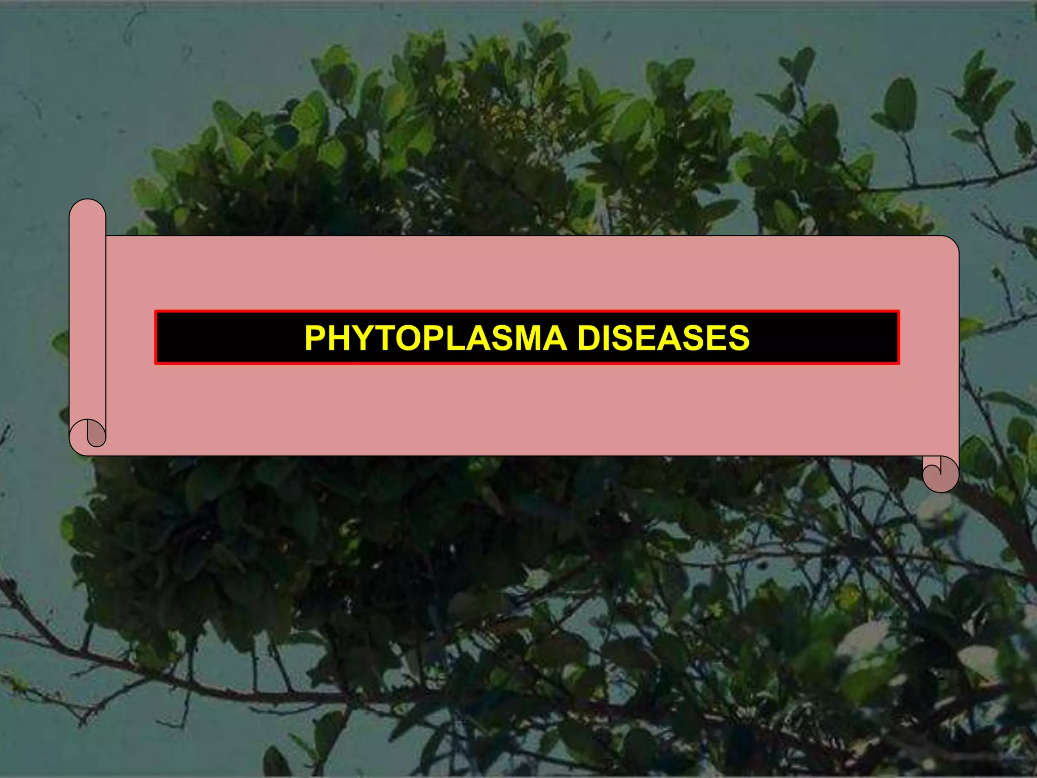 Apple diseases BY SAJAD | PPTX