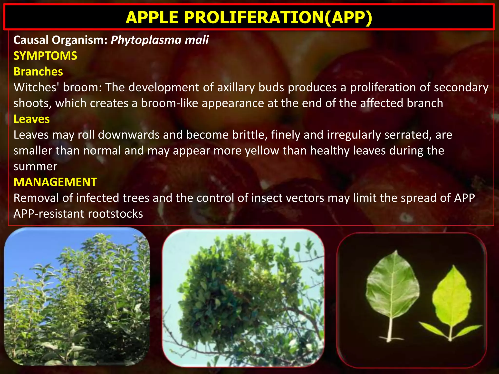 Apple diseases BY SAJAD | PPTX