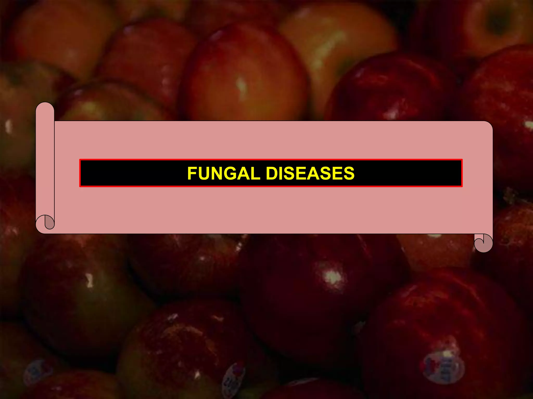 Apple diseases BY SAJAD | PPTX