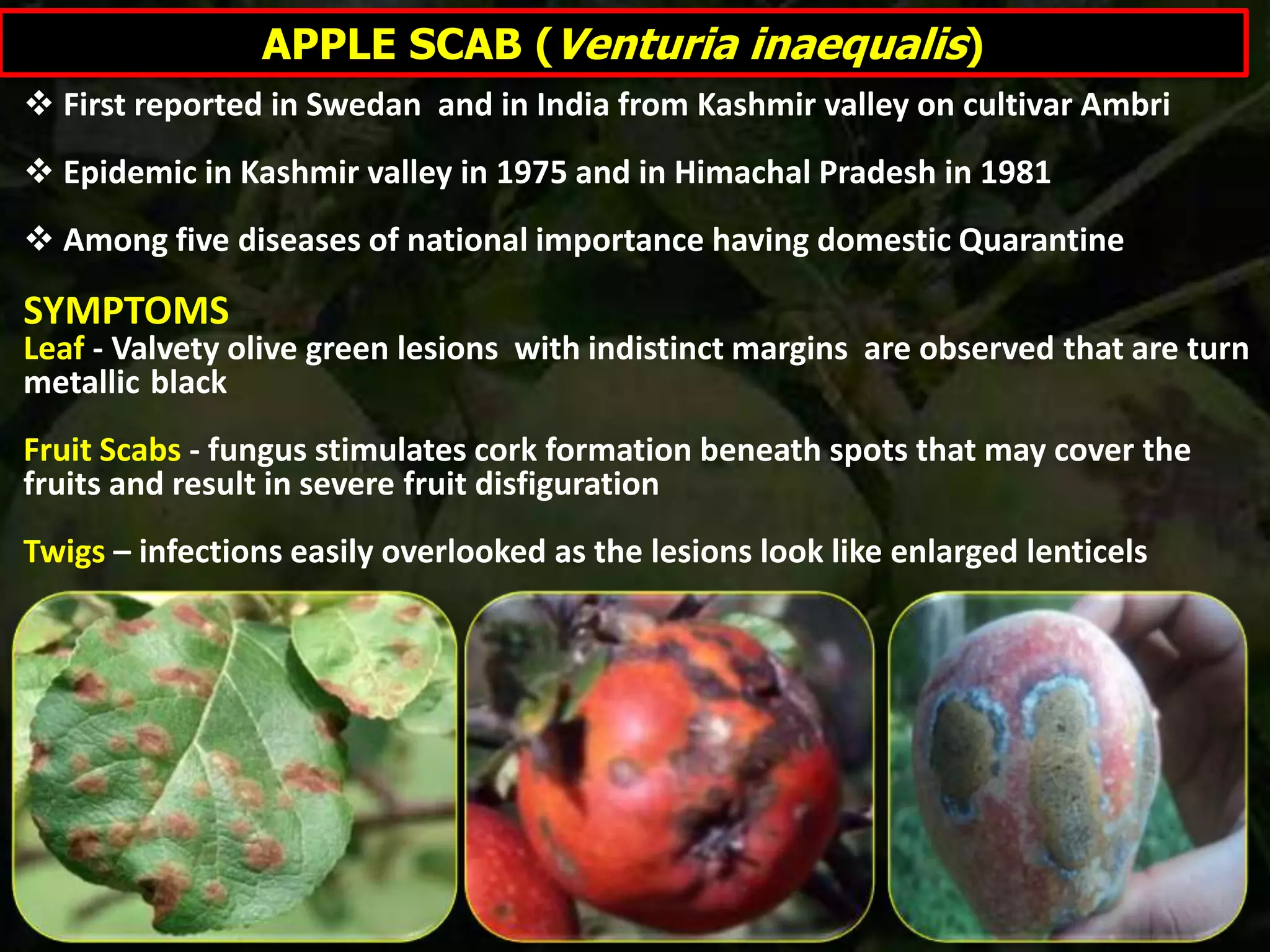 Apple diseases BY SAJAD | PPTX