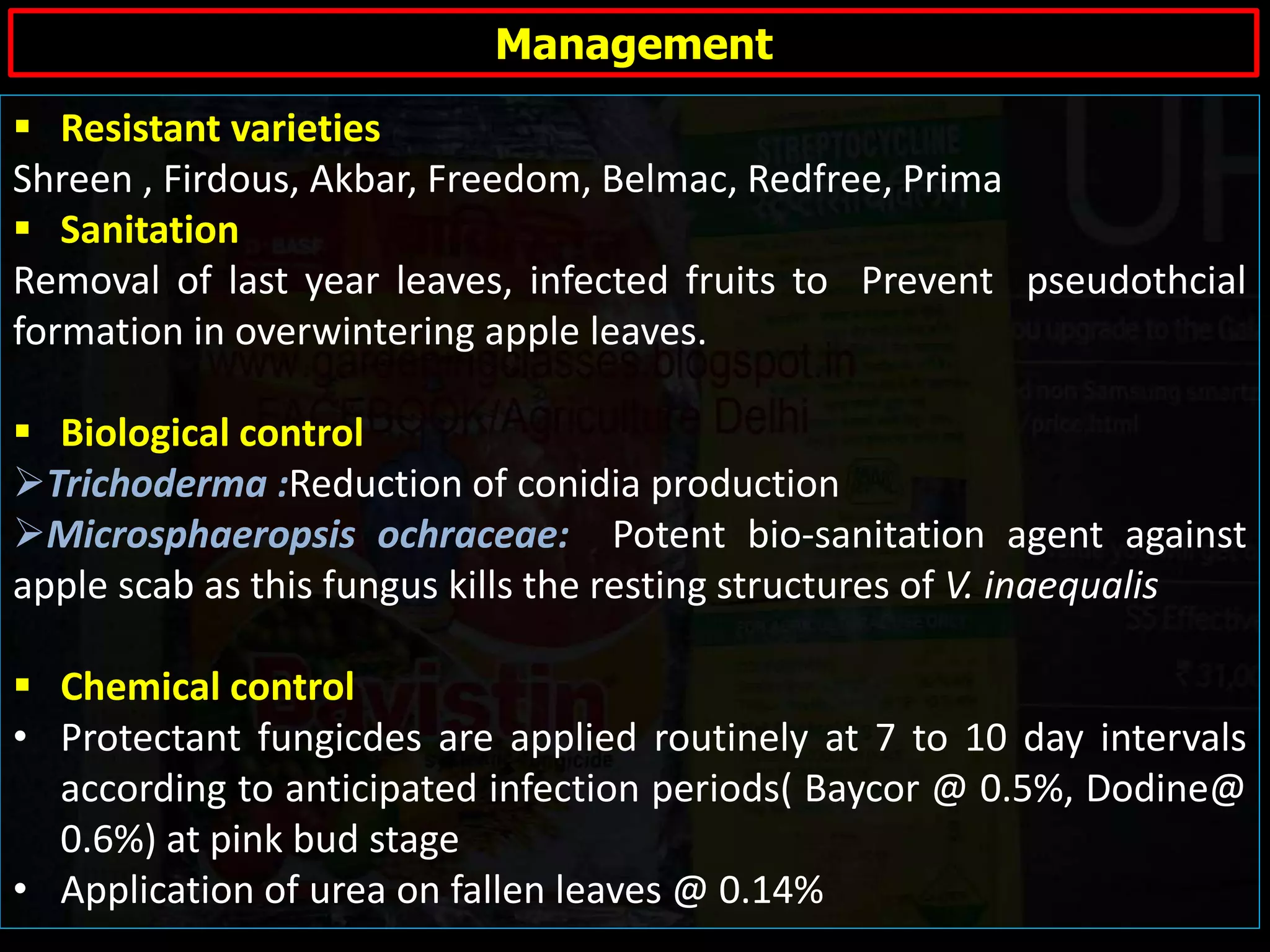 Apple diseases BY SAJAD | PPTX