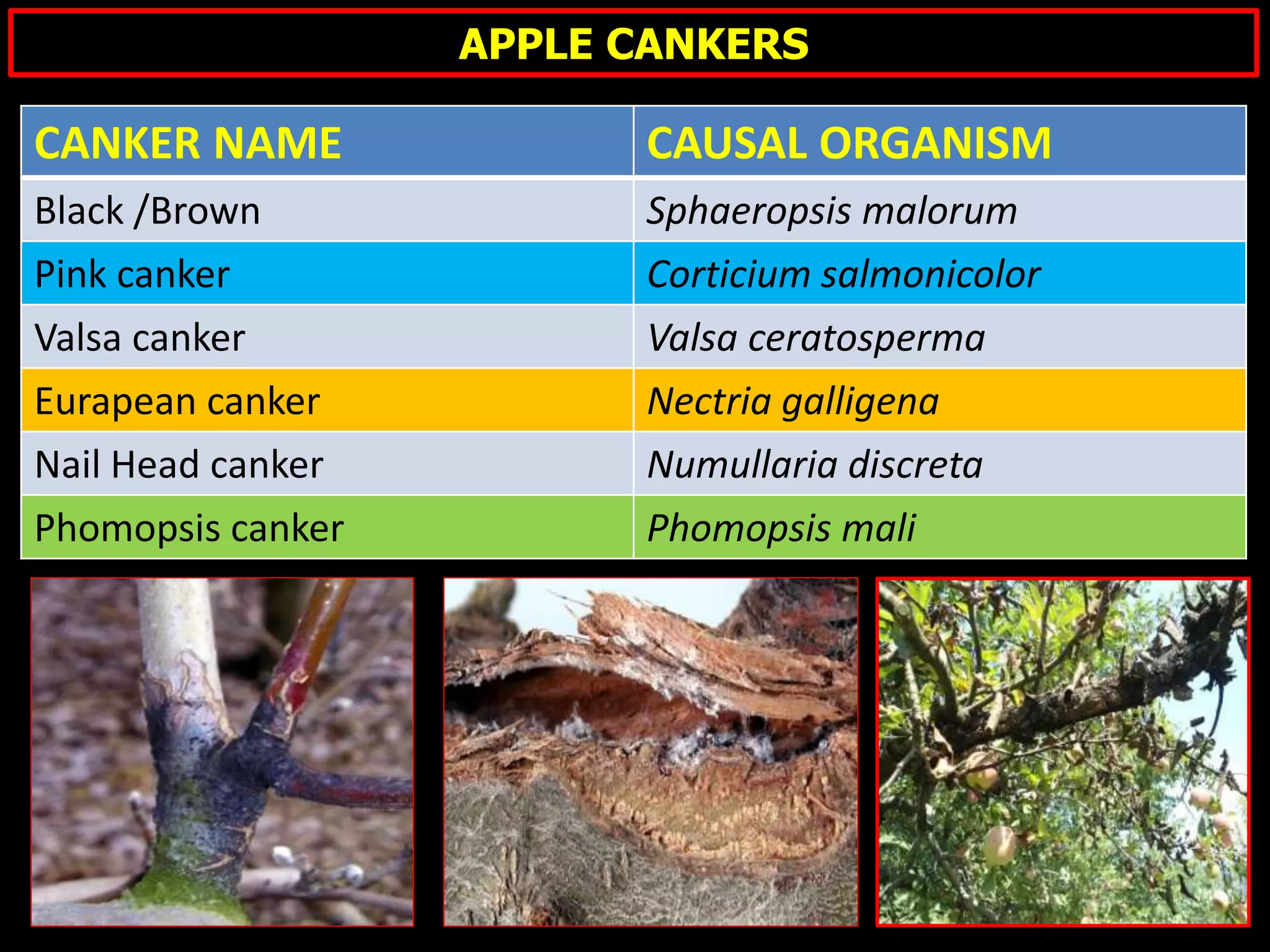 Apple diseases BY SAJAD | PPTX