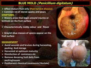 Apple diseases BY SAJAD | PPTX