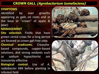 Apple diseases BY SAJAD | PPTX